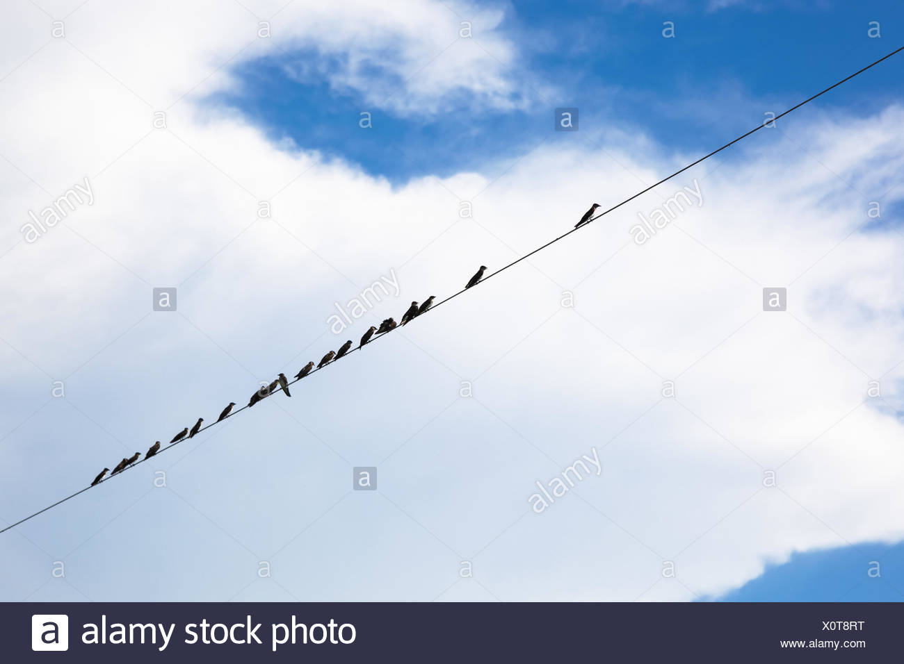 Birds On A Wire High Resolution Stock Photography and Images - Alamy