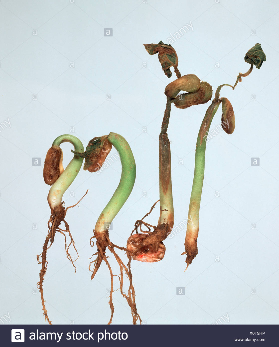 Phaseolus Vulgaris Seedling High Resolution Stock Photography and ...