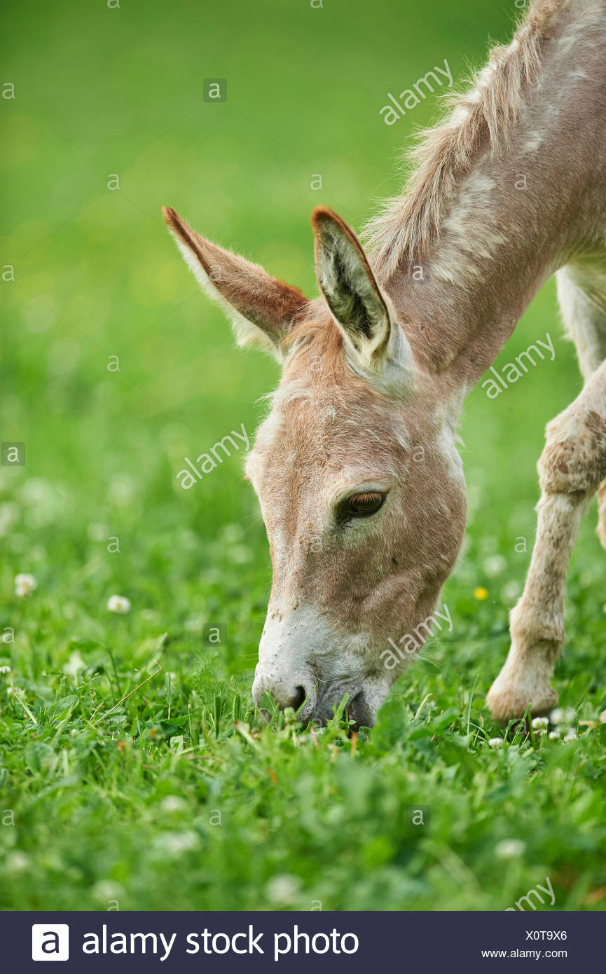Donkey Foal Baby High Resolution Stock Photography and Images - Alamy
