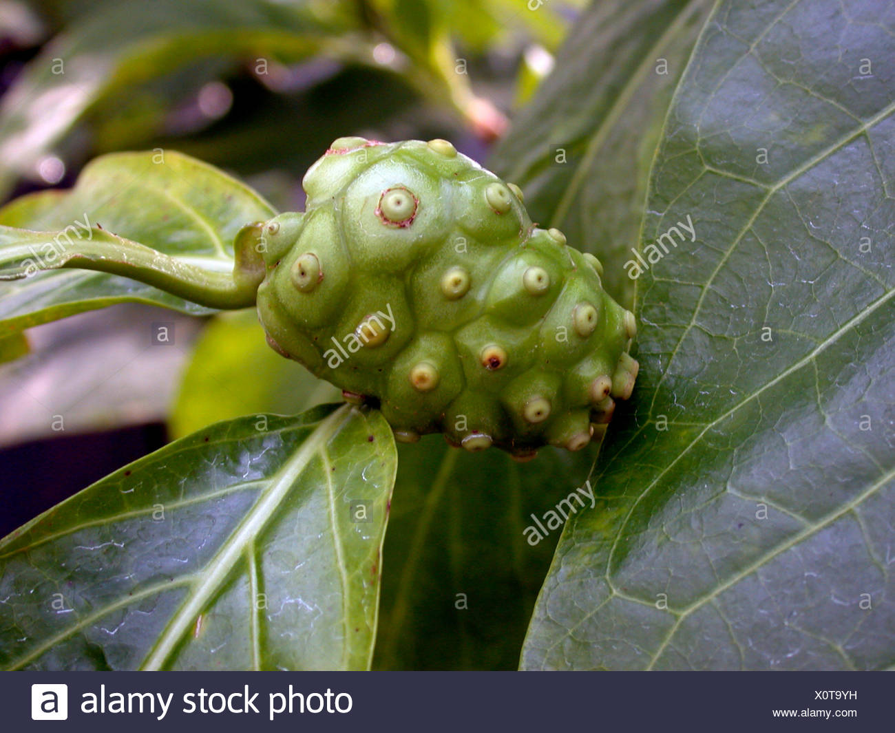 Indian Mulberry High Resolution Stock Photography and Images - Alamy