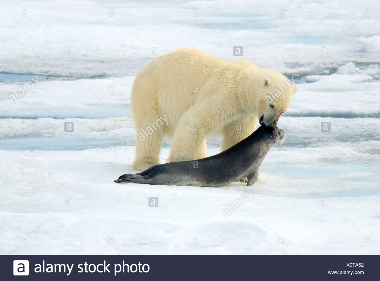 Polar Bear Hunting Seal High Resolution Stock Photography and Images ...