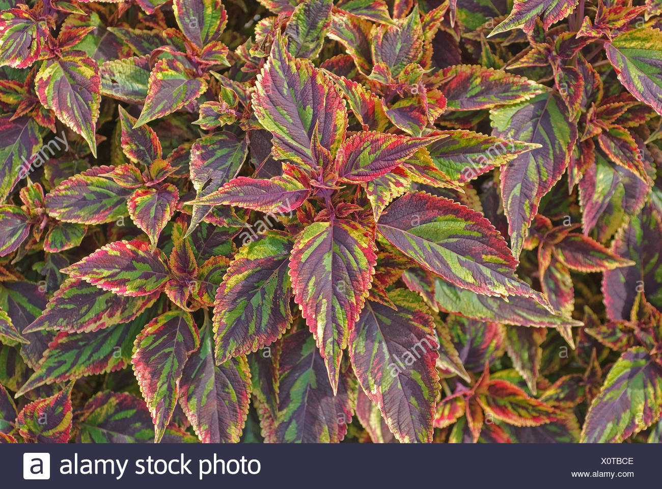 Coleus Nettle Plant High Resolution Stock Photography and Images - Alamy
