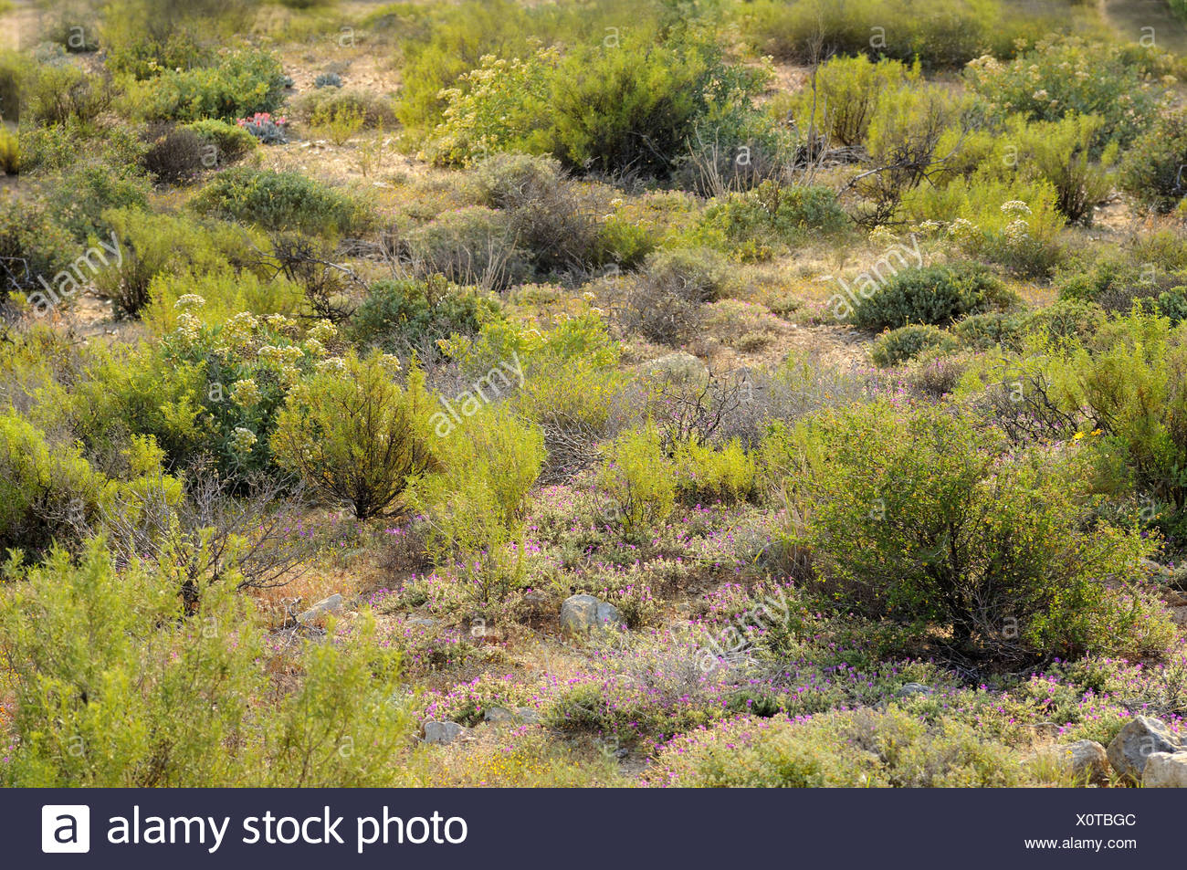 Nama Karoo Stock Photos & Nama Karoo Stock Images - Alamy