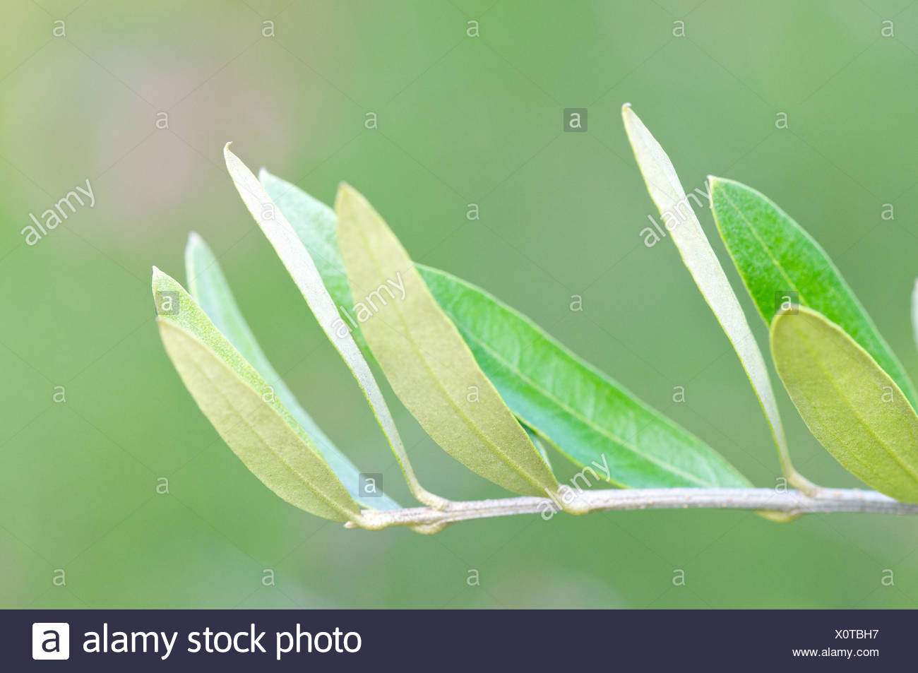African Olive Olea Europaea Stock Photos & African Olive Olea Europaea ...