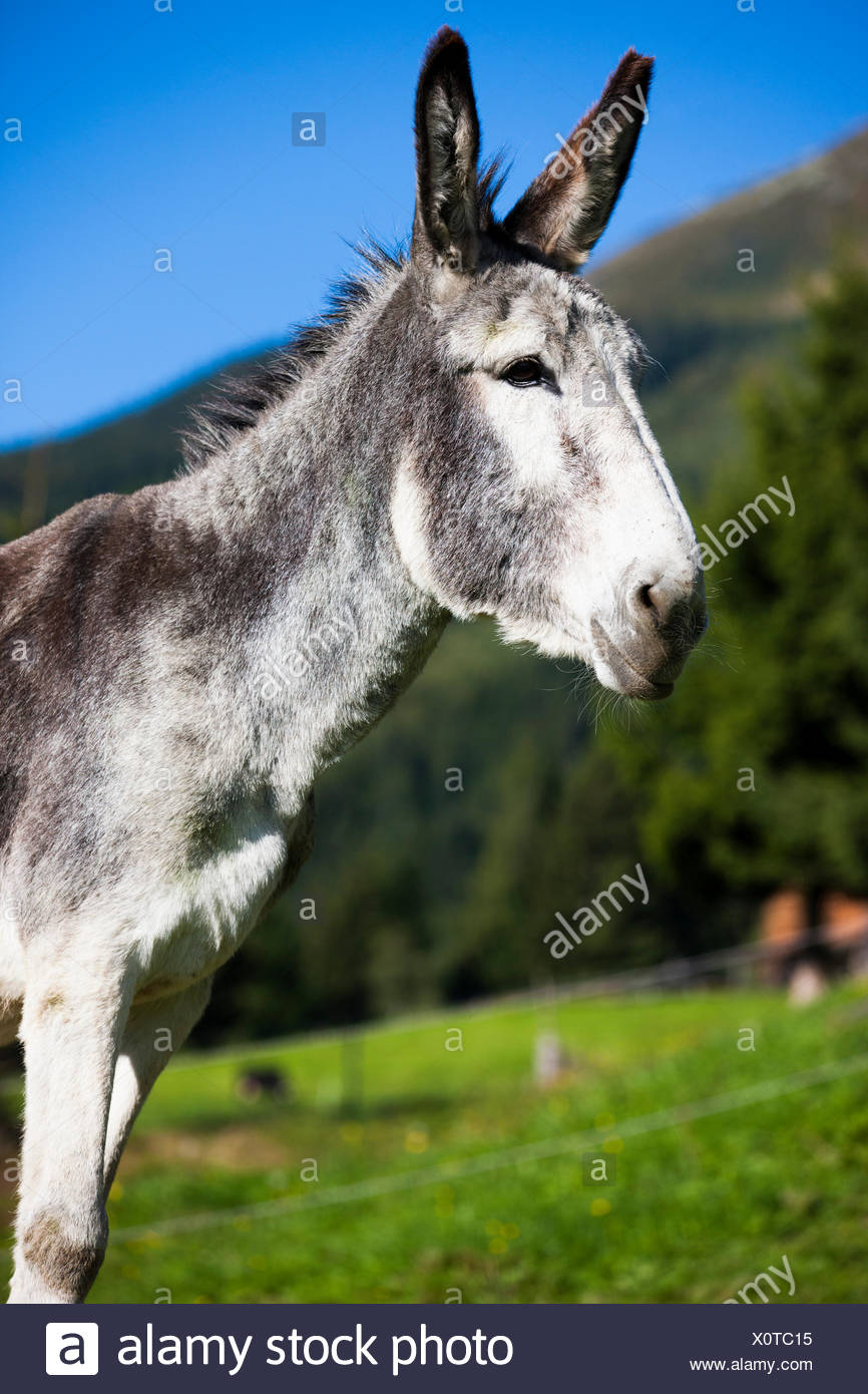 Andalusian Donkey Stock Photos & Andalusian Donkey Stock Images - Alamy