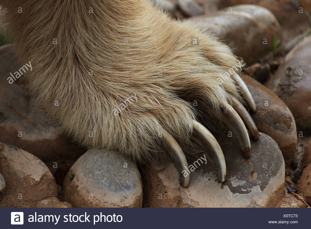 Animal Bear Foot Feet Claw High Resolution Stock Photography and Images ...