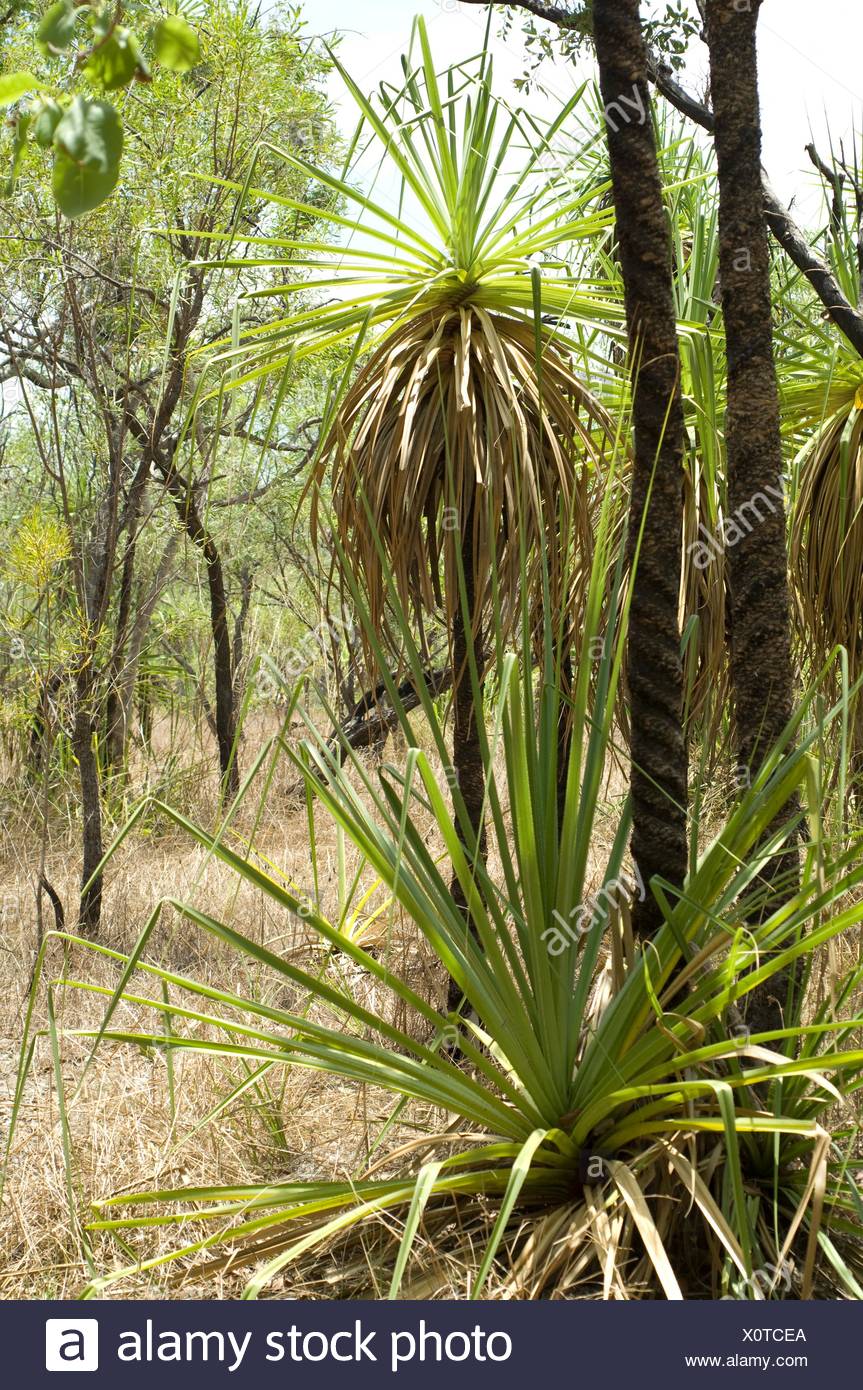 Pandanus Northern Territory Stock Photos & Pandanus Northern Territory ...