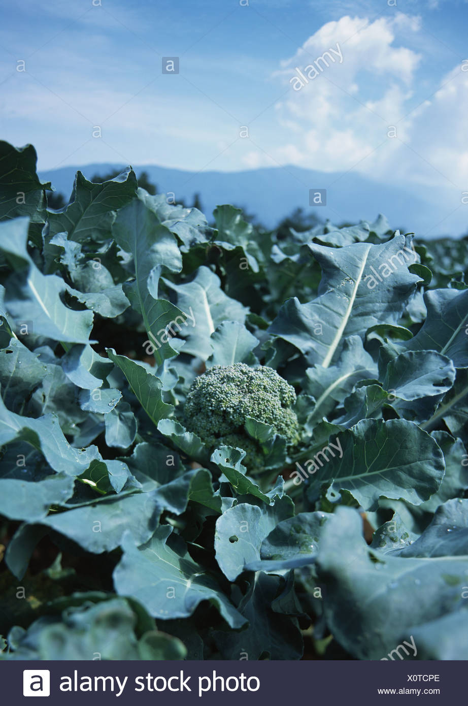 Broccoli Field High Resolution Stock Photography and Images - Alamy
