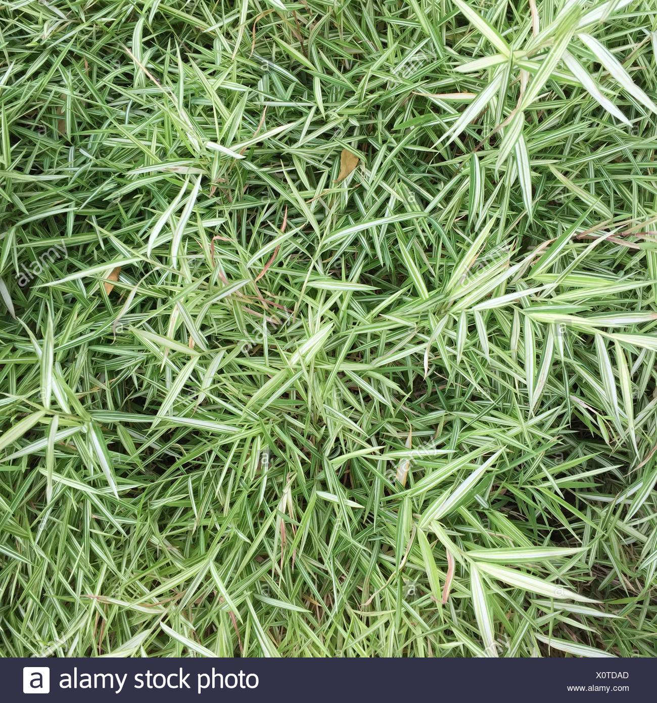 Seamless Green Texture High Resolution Stock Photography and Images - Alamy