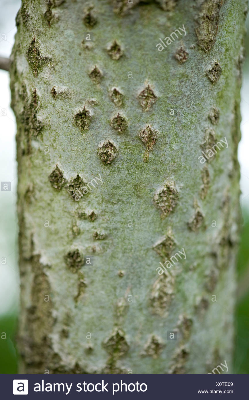 Trunk Bark White Poplar High Resolution Stock Photography and Images ...