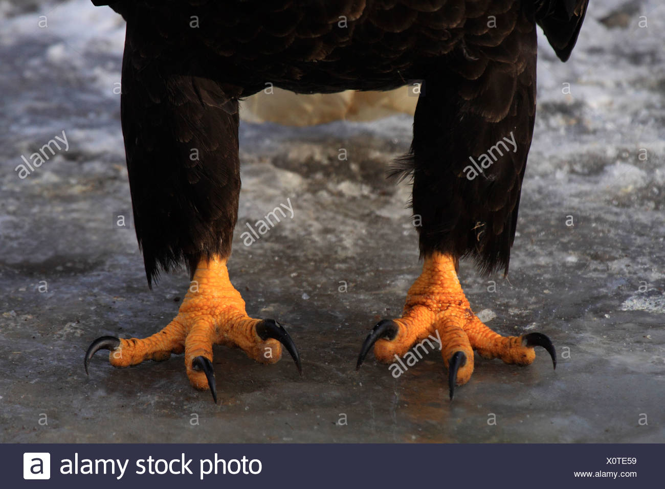 Eagle Claws Stock Photos & Eagle Claws Stock Images - Alamy