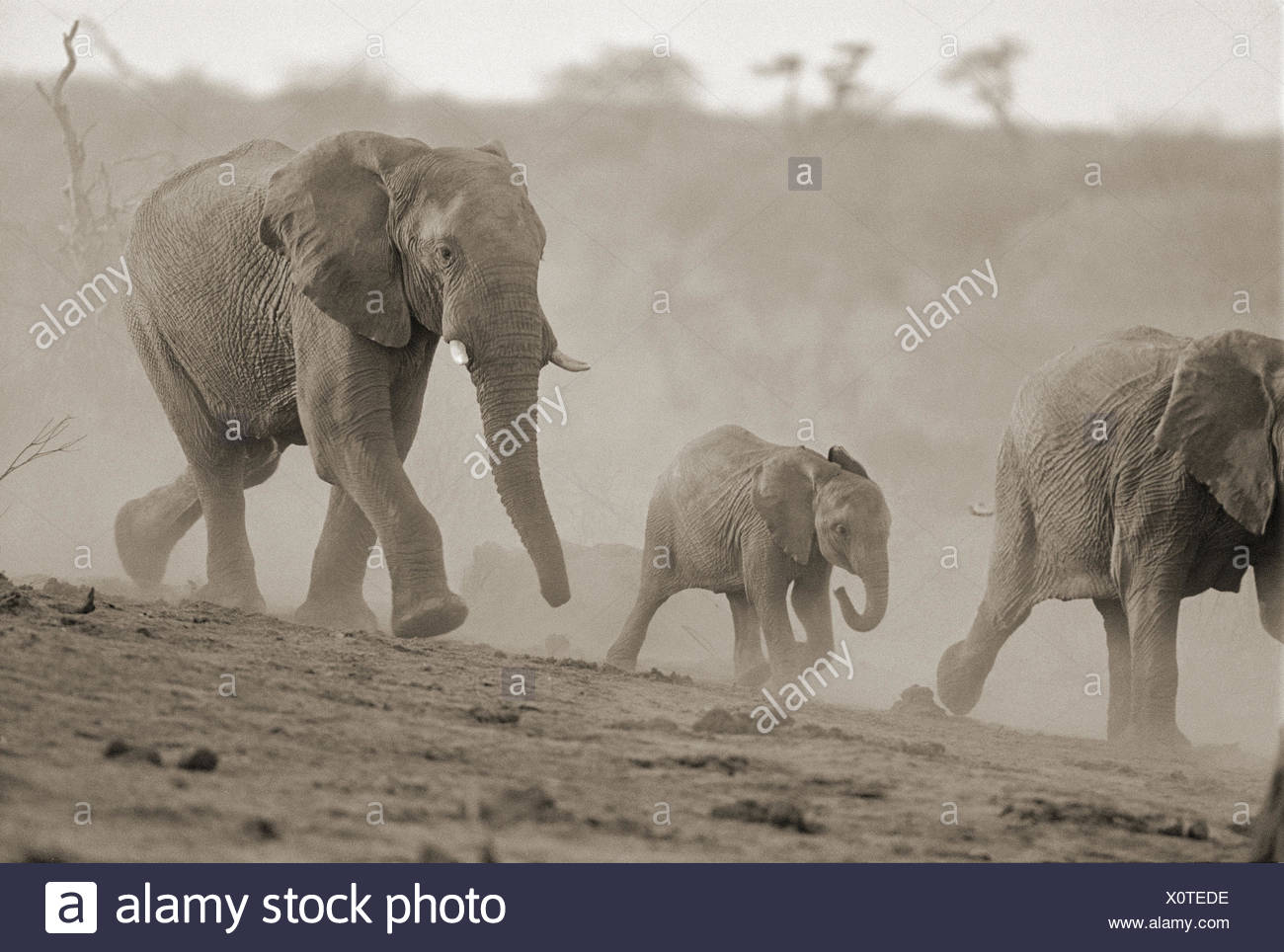Elephants Running High Resolution Stock Photography and Images - Alamy
