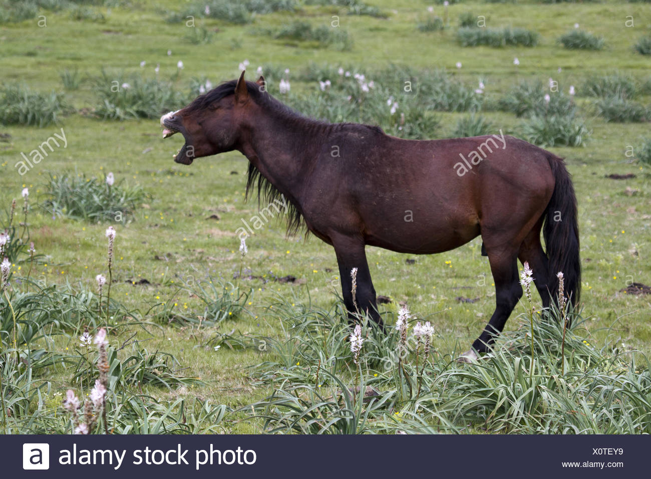 Horse Neighing High Resolution Stock Photography and Images - Alamy