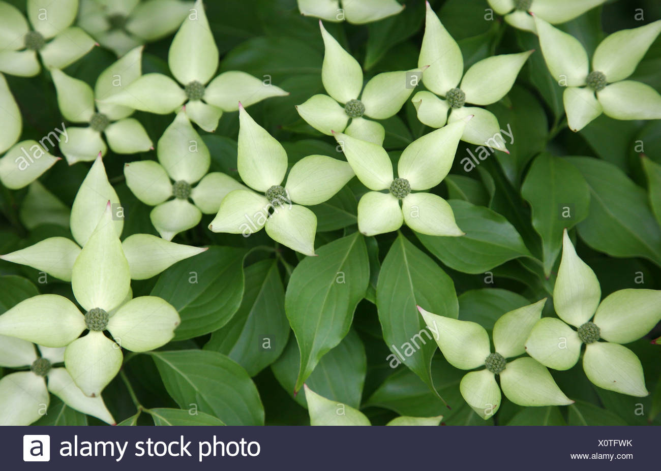 Bloom Hard Bolts High Resolution Stock Photography and Images - Alamy