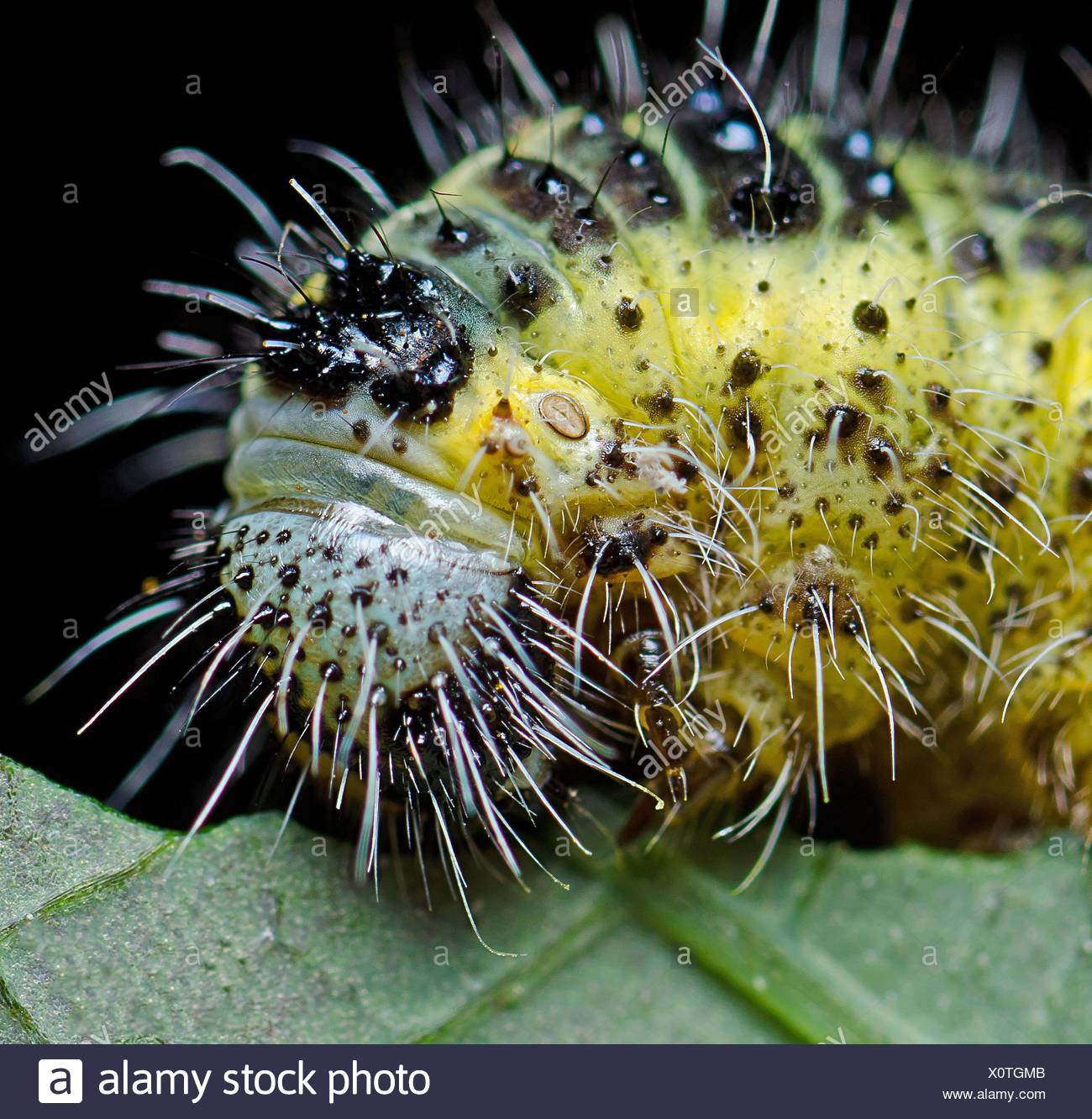 Caterpillar Leaf High Resolution Stock Photography and Images - Alamy