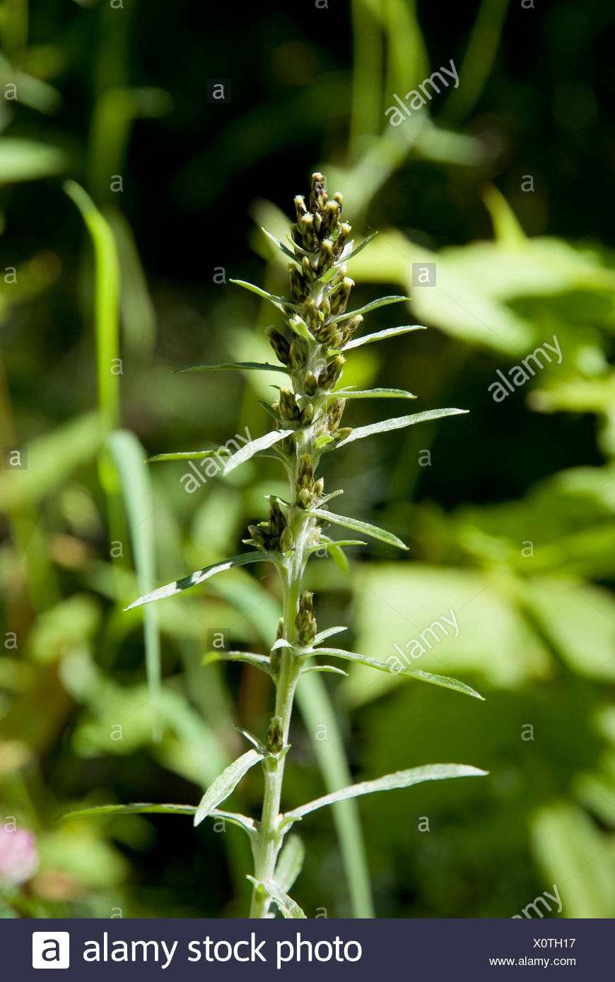 Woodland Cudweed Gnaphalium Stock Photos & Woodland Cudweed Gnaphalium ...