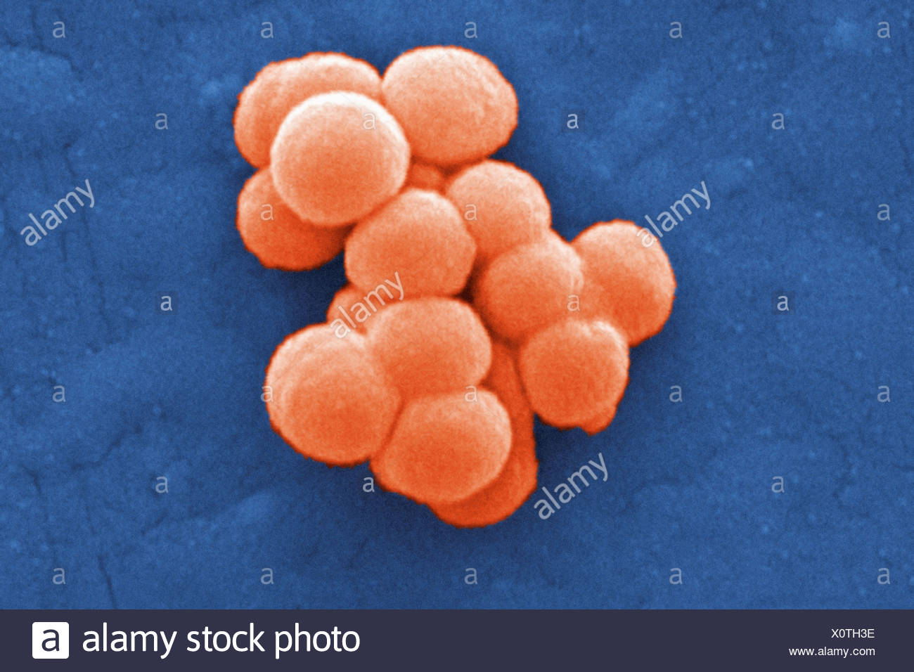 Beta Hemolytic Group C Streptococcus Bacteria High Resolution Stock ...