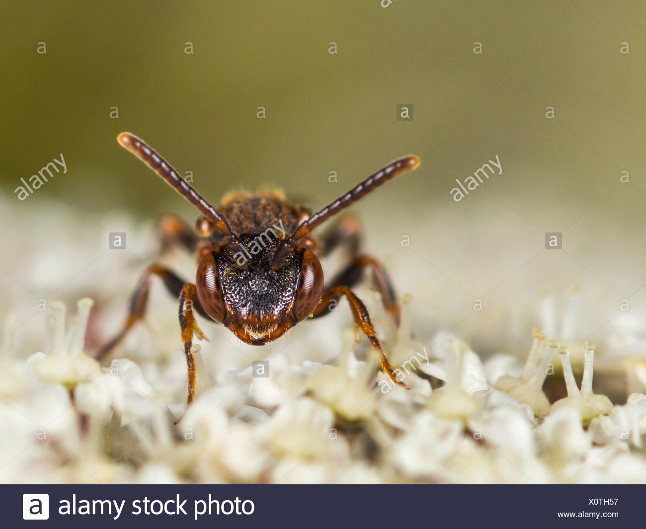 Cuckoo Bee Nomada Distinguenda High Resolution Stock Photography and ...