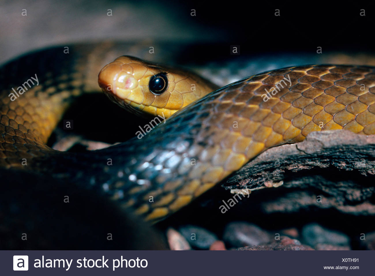 Australian Snakes Stock Photos & Australian Snakes Stock Images - Alamy