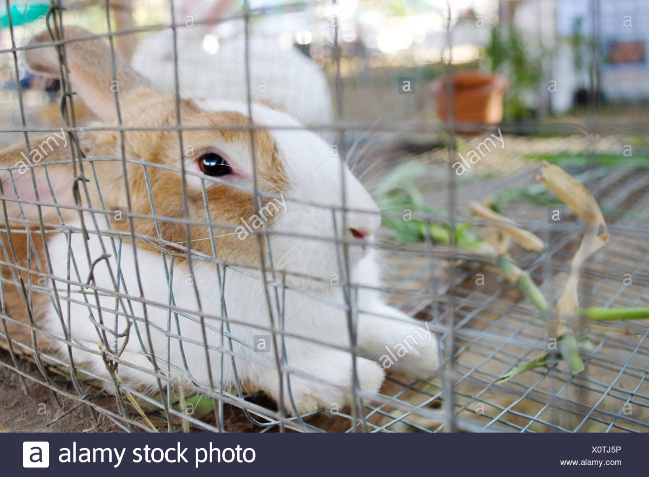 Rabbit Cage High Resolution Stock Photography and Images - Alamy