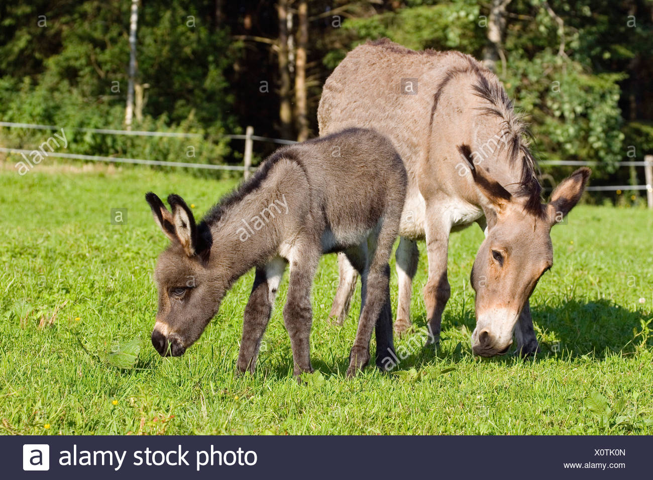 Donkey Colt High Resolution Stock Photography and Images - Alamy