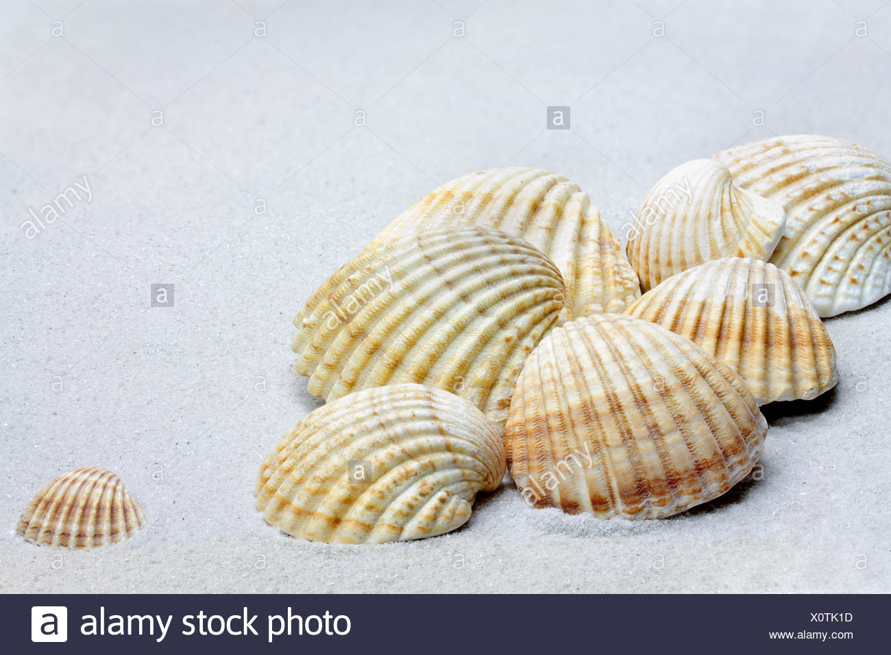 Coquina Shells Stock Photos & Coquina Shells Stock Images - Alamy