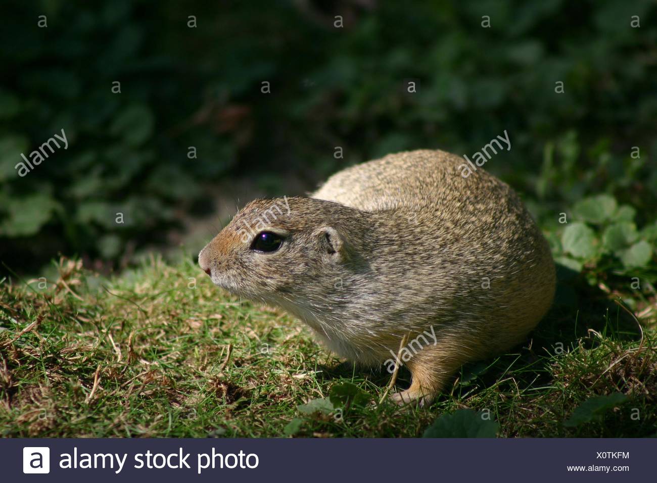 Gophers Stock Photos & Gophers Stock Images - Alamy