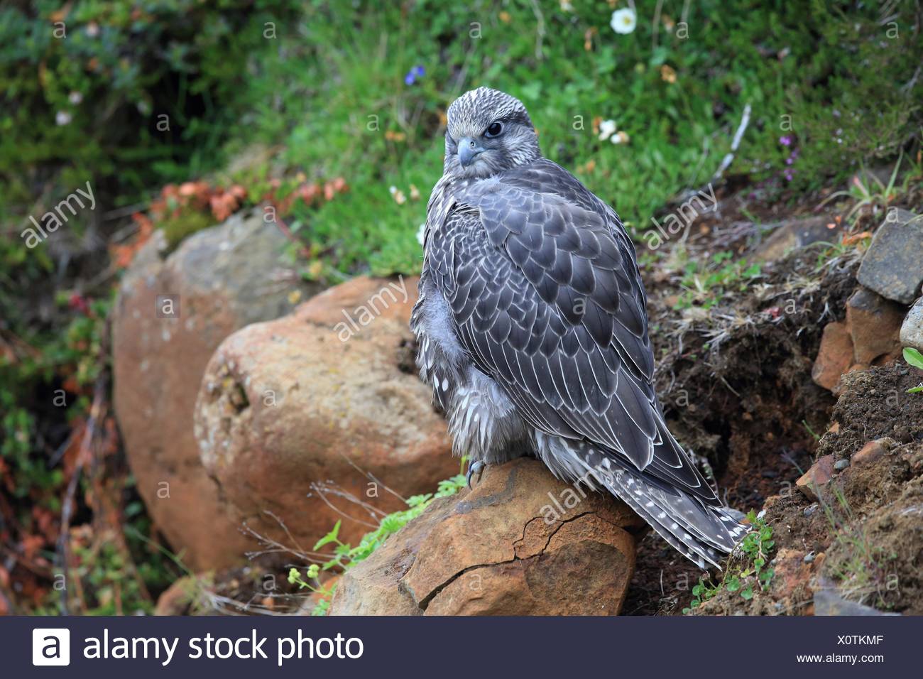 Juvenile Gyrfalcon Falco Rusticolus High Resolution Stock Photography ...