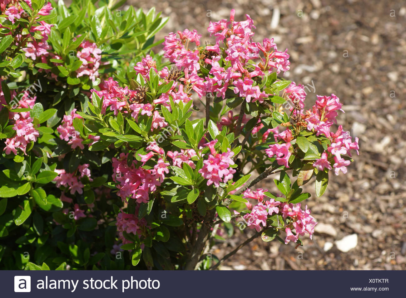 Alpine Shrubs High Resolution Stock Photography and Images - Alamy
