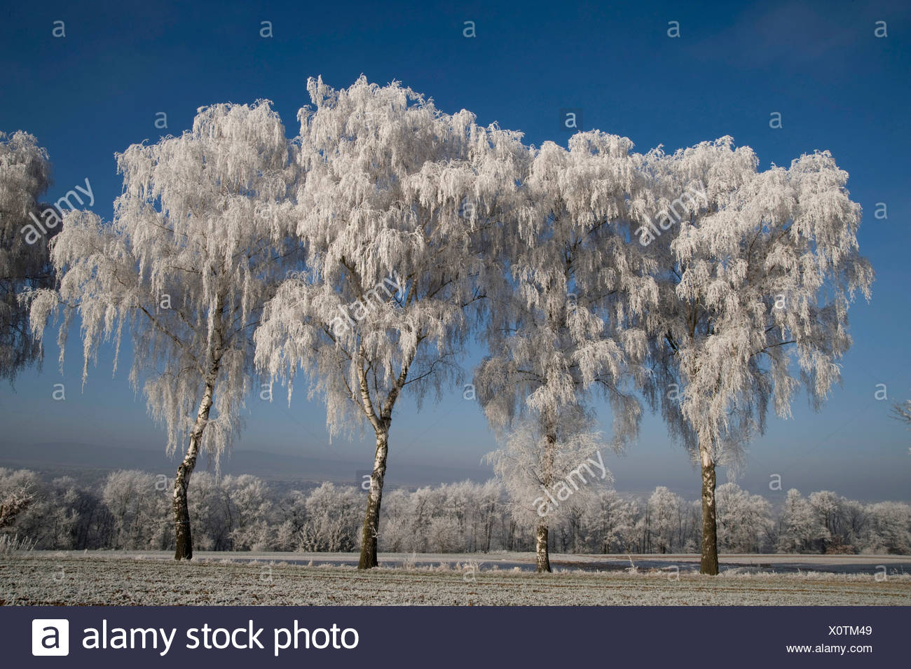 Weeping Silver Birch High Resolution Stock Photography and Images - Alamy