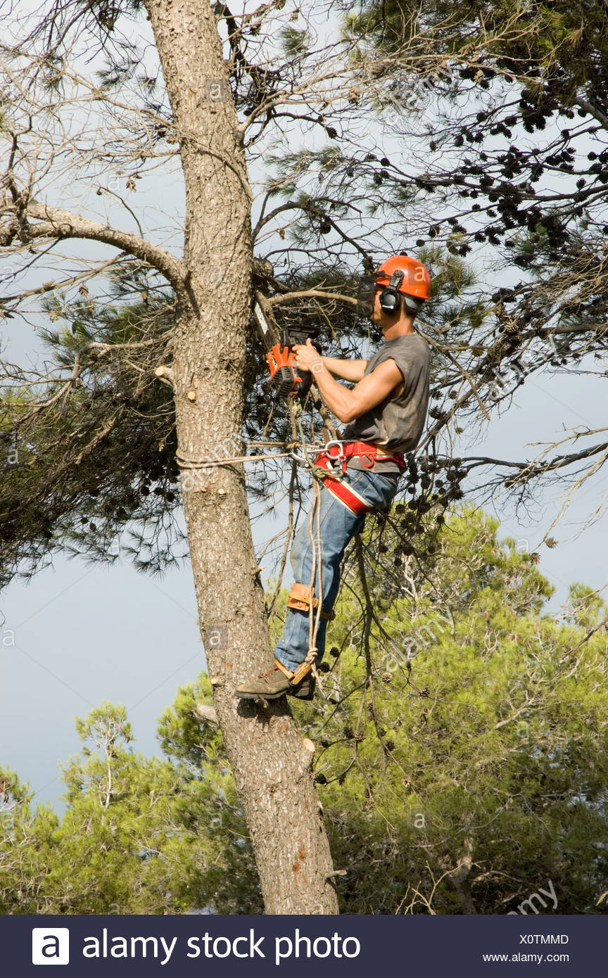 Pine Tree Cut Out High Resolution Stock Photography and Images - Alamy