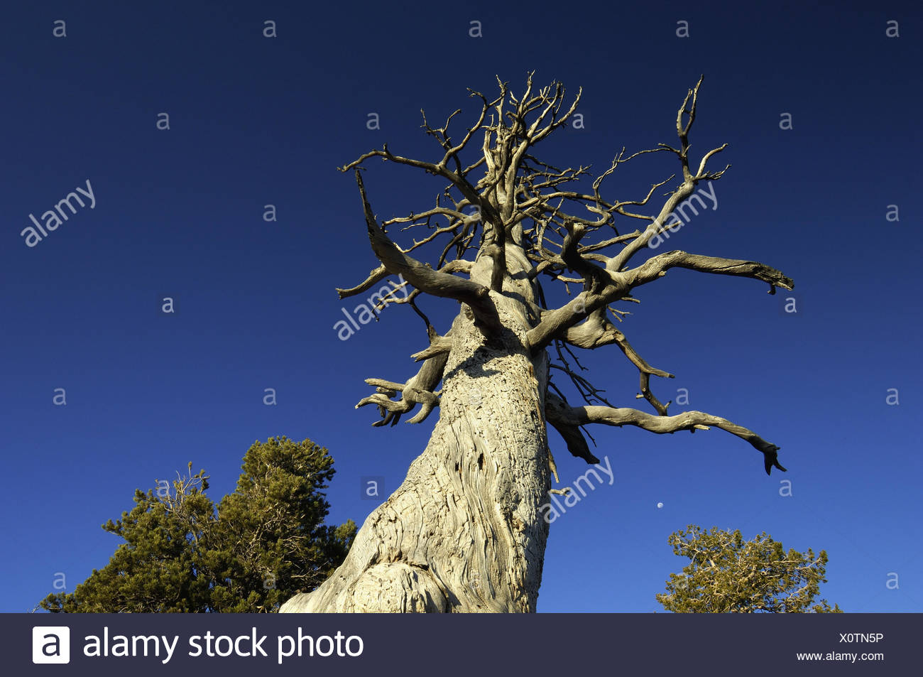 Dead Pine Tree Trunk High Resolution Stock Photography and Images - Alamy
