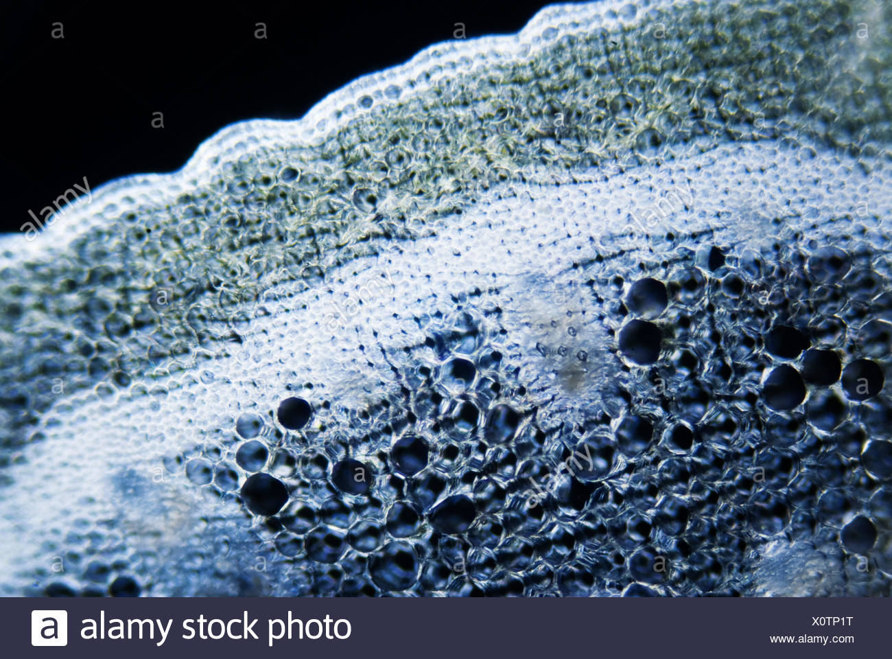 Magnified Plant Cells High Resolution Stock Photography and Images - Alamy