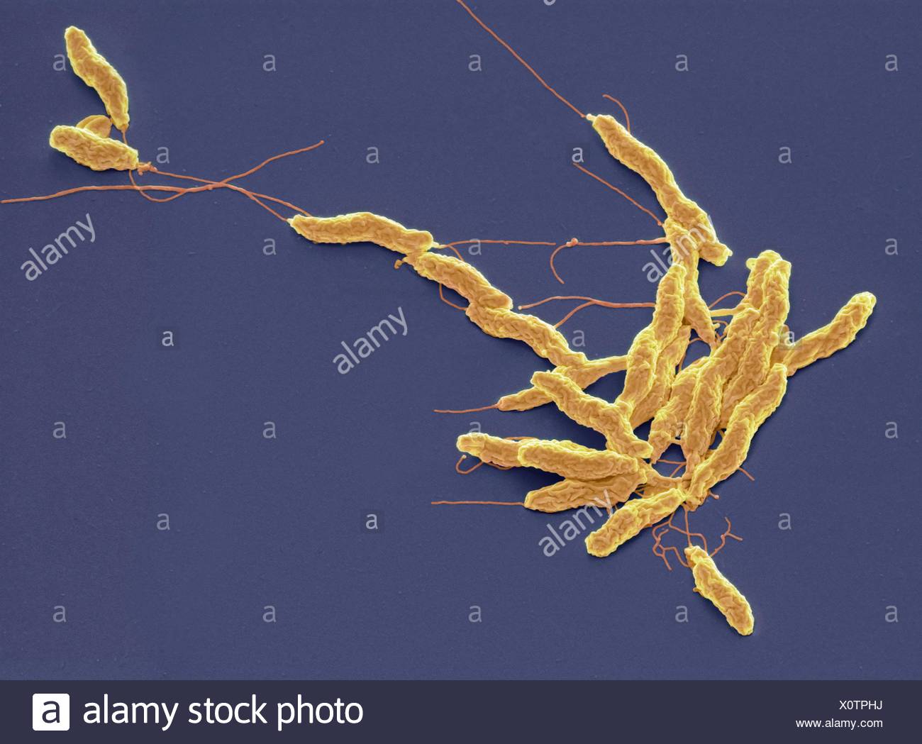 Salmonella Microbes Stock Photos & Salmonella Microbes Stock Images - Alamy