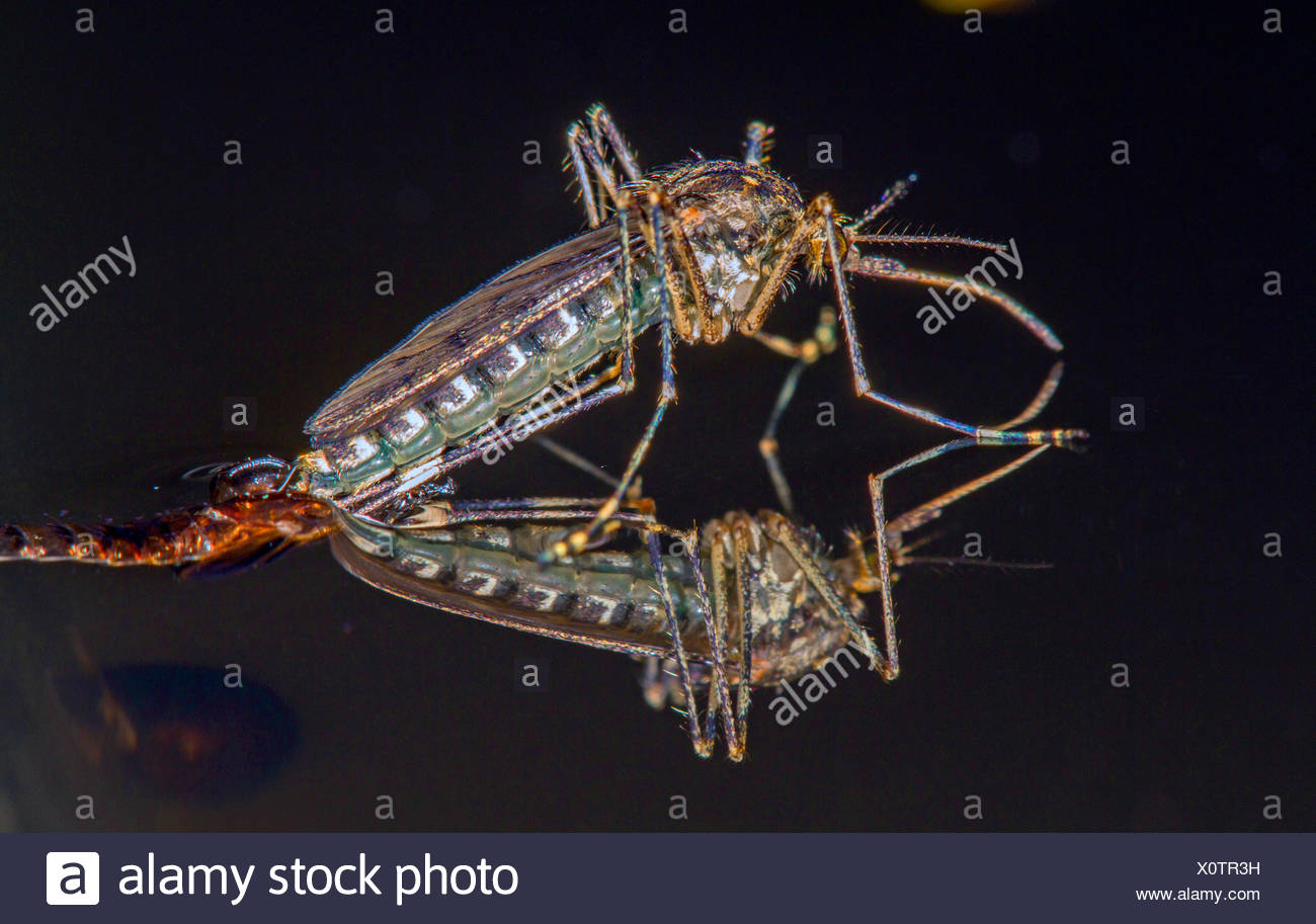 Theobaldia Annulata Stock Photos & Theobaldia Annulata Stock Images - Alamy