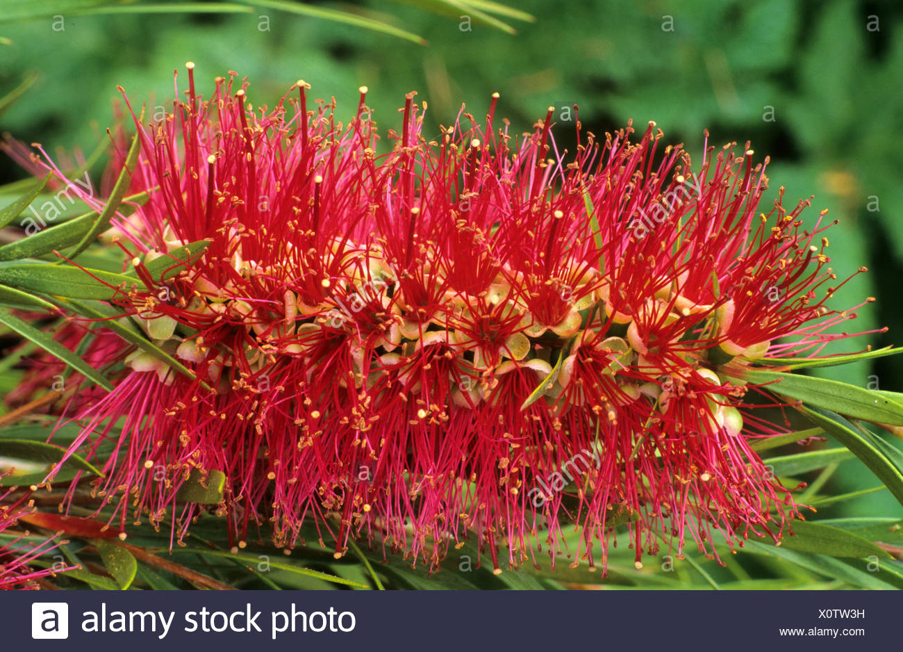 Callistemon Subulatus High Resolution Stock Photography and Images - Alamy