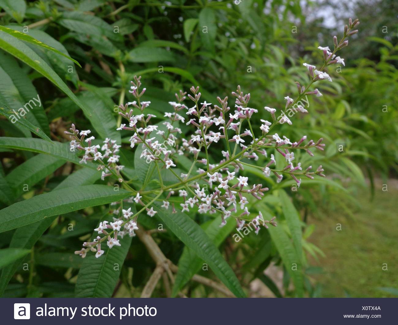 Lippia Citriodora High Resolution Stock Photography and Images - Alamy