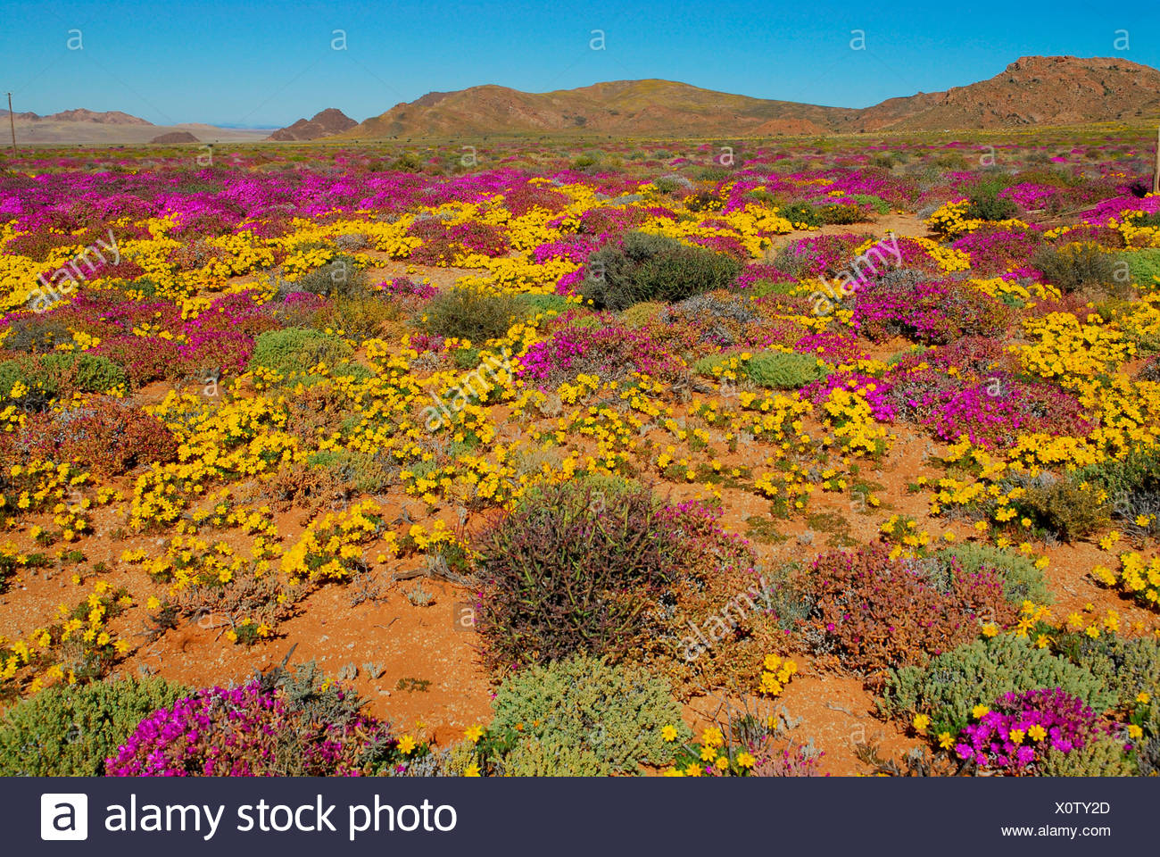Succulent Karoo High Resolution Stock Photography and Images - Alamy