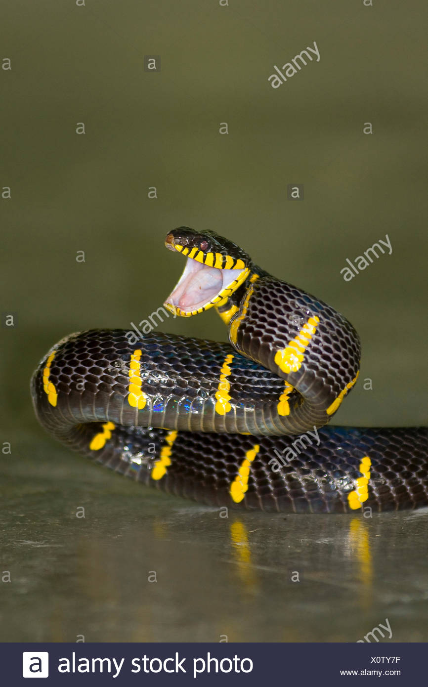 Mangrove Adder High Resolution Stock Photography and Images - Alamy