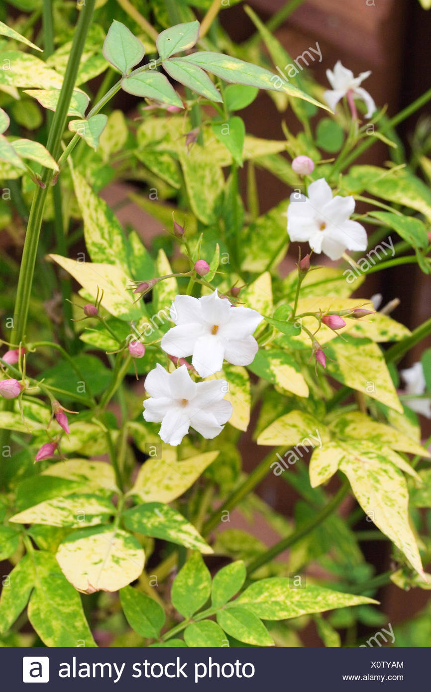 Poets Jasmine Stock Photos & Poets Jasmine Stock Images - Alamy