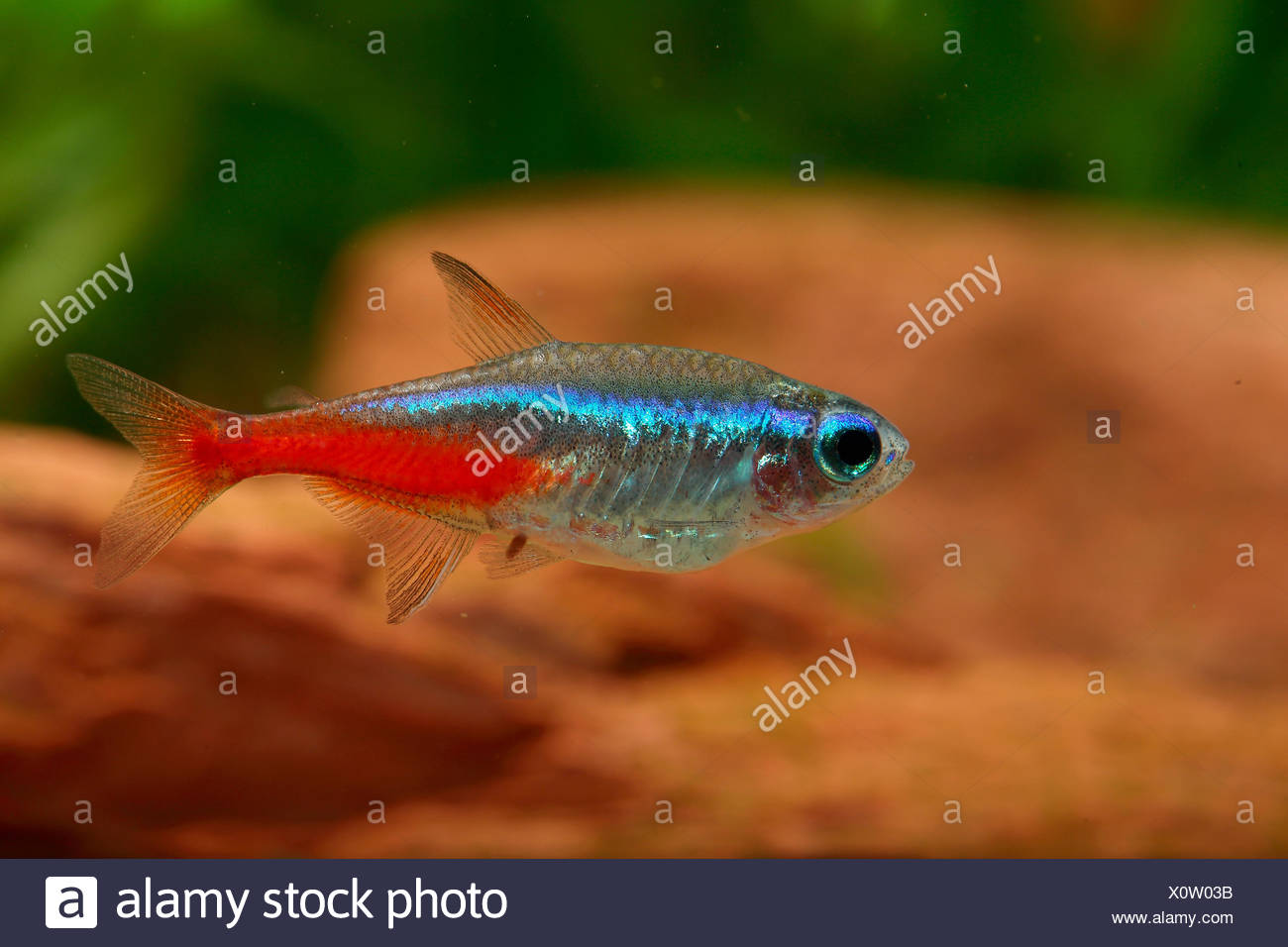 Neon Tetras High Resolution Stock Photography and Images - Alamy