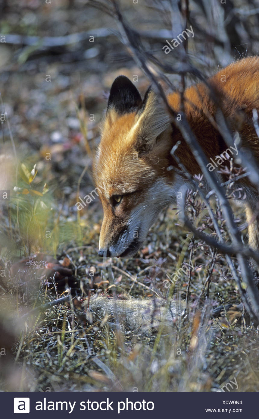Dead Arctic Fox High Resolution Stock Photography and Images - Alamy
