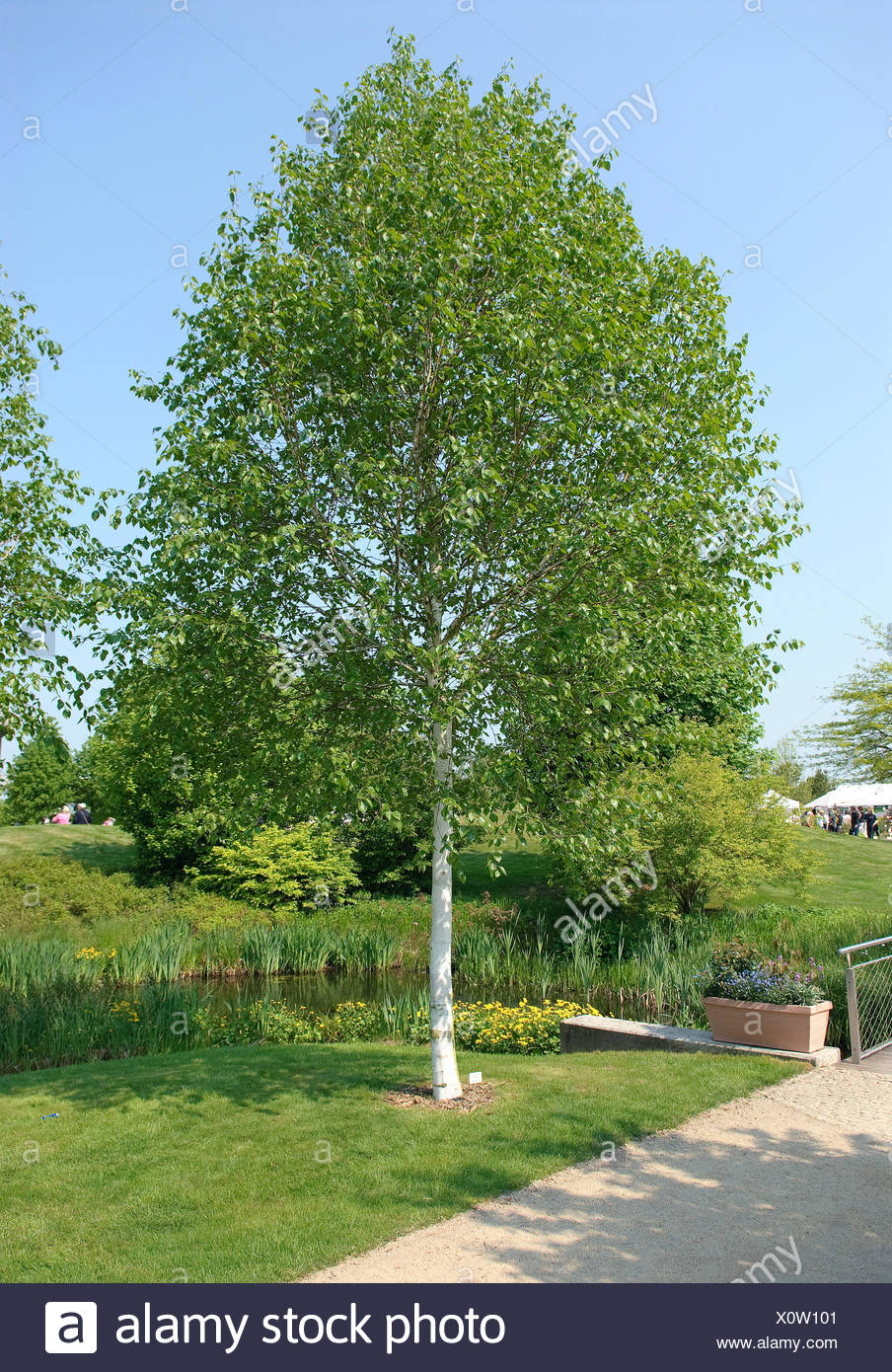 Downy Birch Betula Utilis High Resolution Stock Photography and Images ...