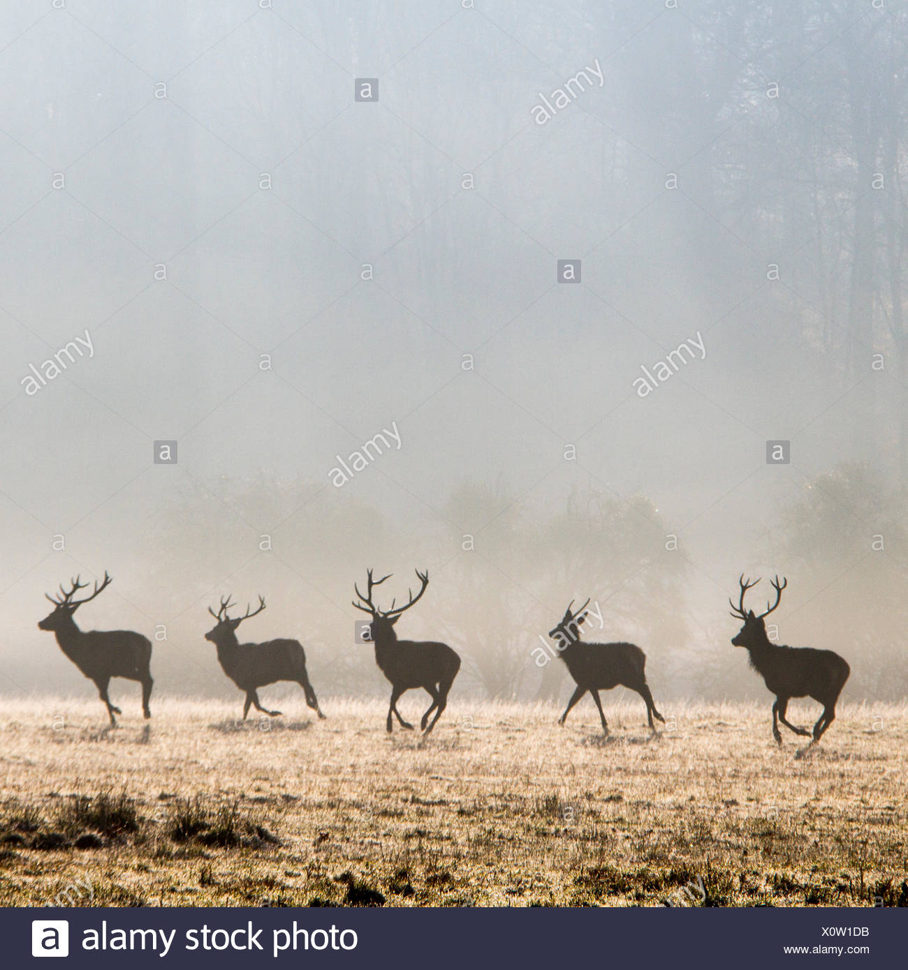 Running Deer High Resolution Stock Photography and Images - Alamy