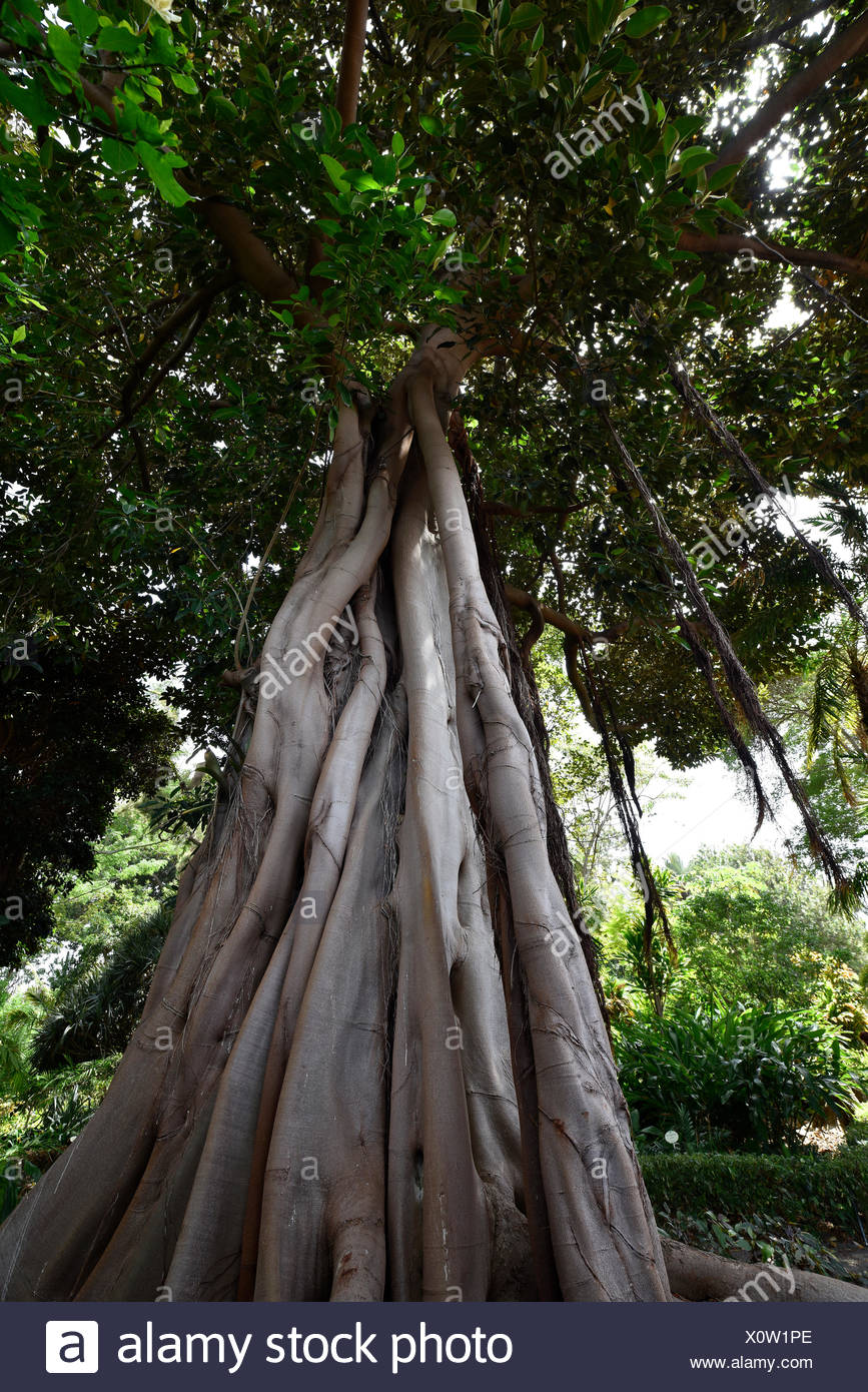Moreton Bay Fig Tree High Resolution Stock Photography and Images - Alamy