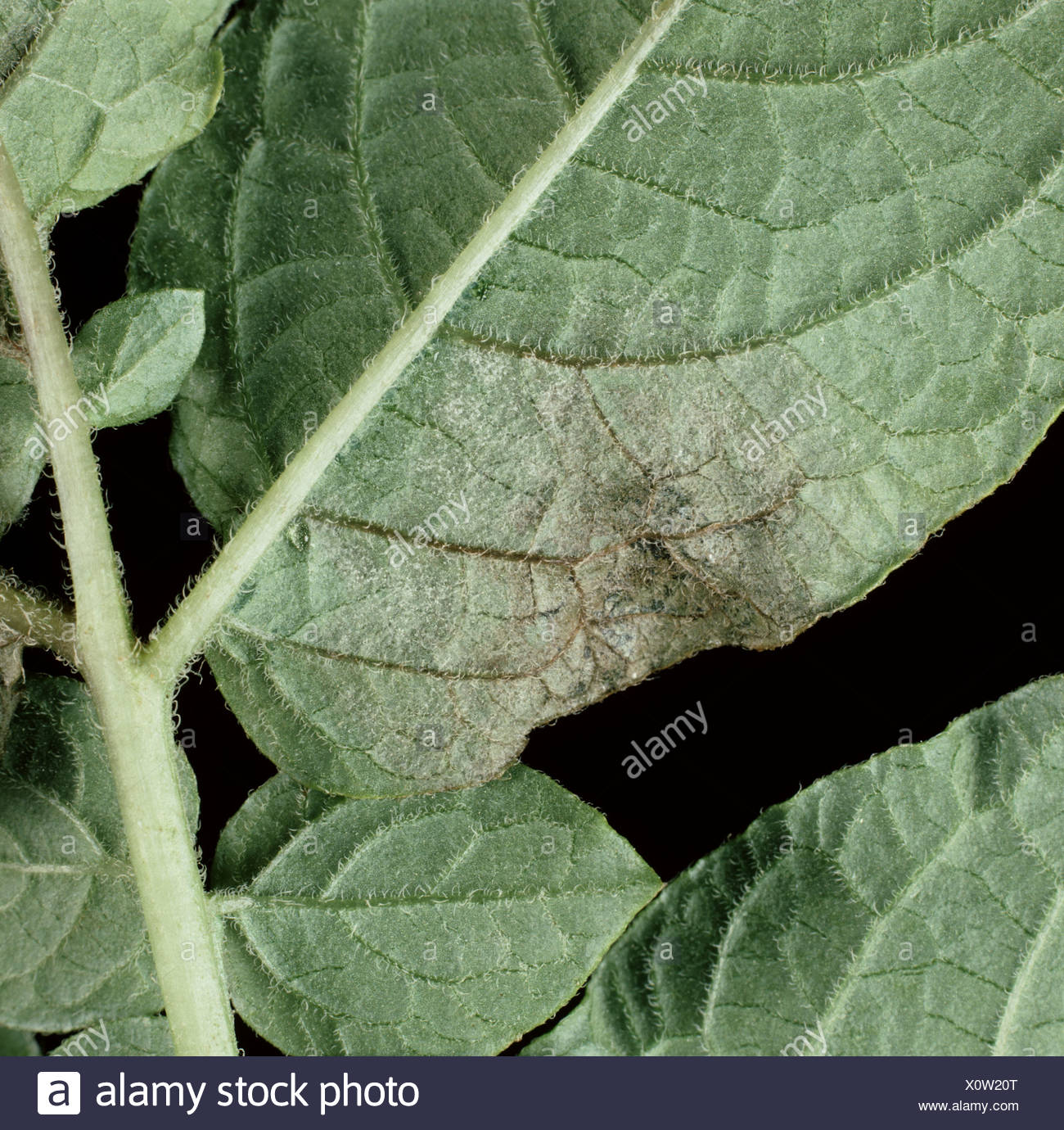Late Blight Lesion Potato Leaves High Resolution Stock Photography and ...