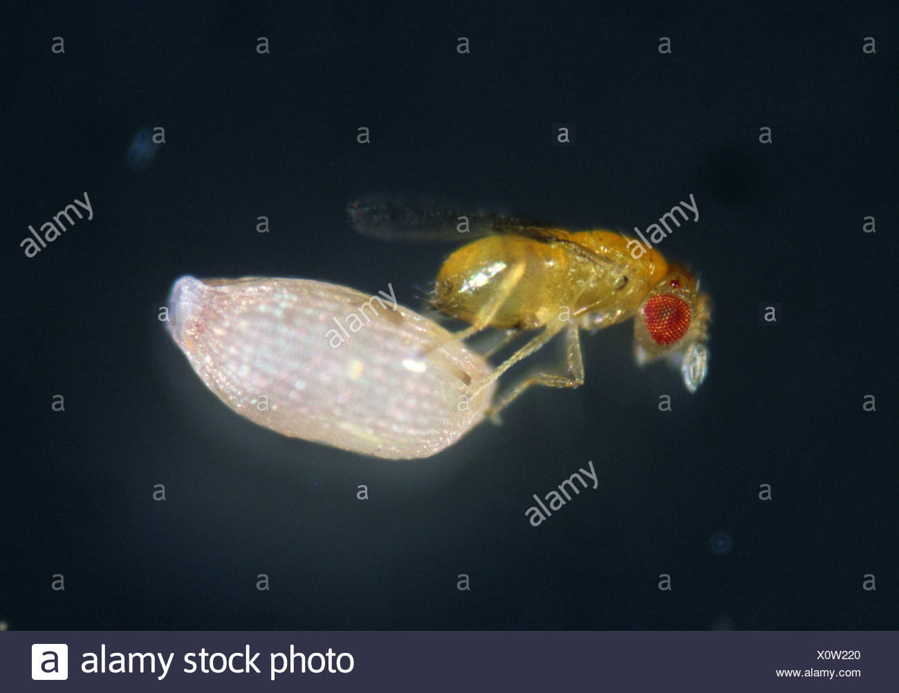 Parasitoid Wasp Trichogramma Sp Angoumois High Resolution Stock ...