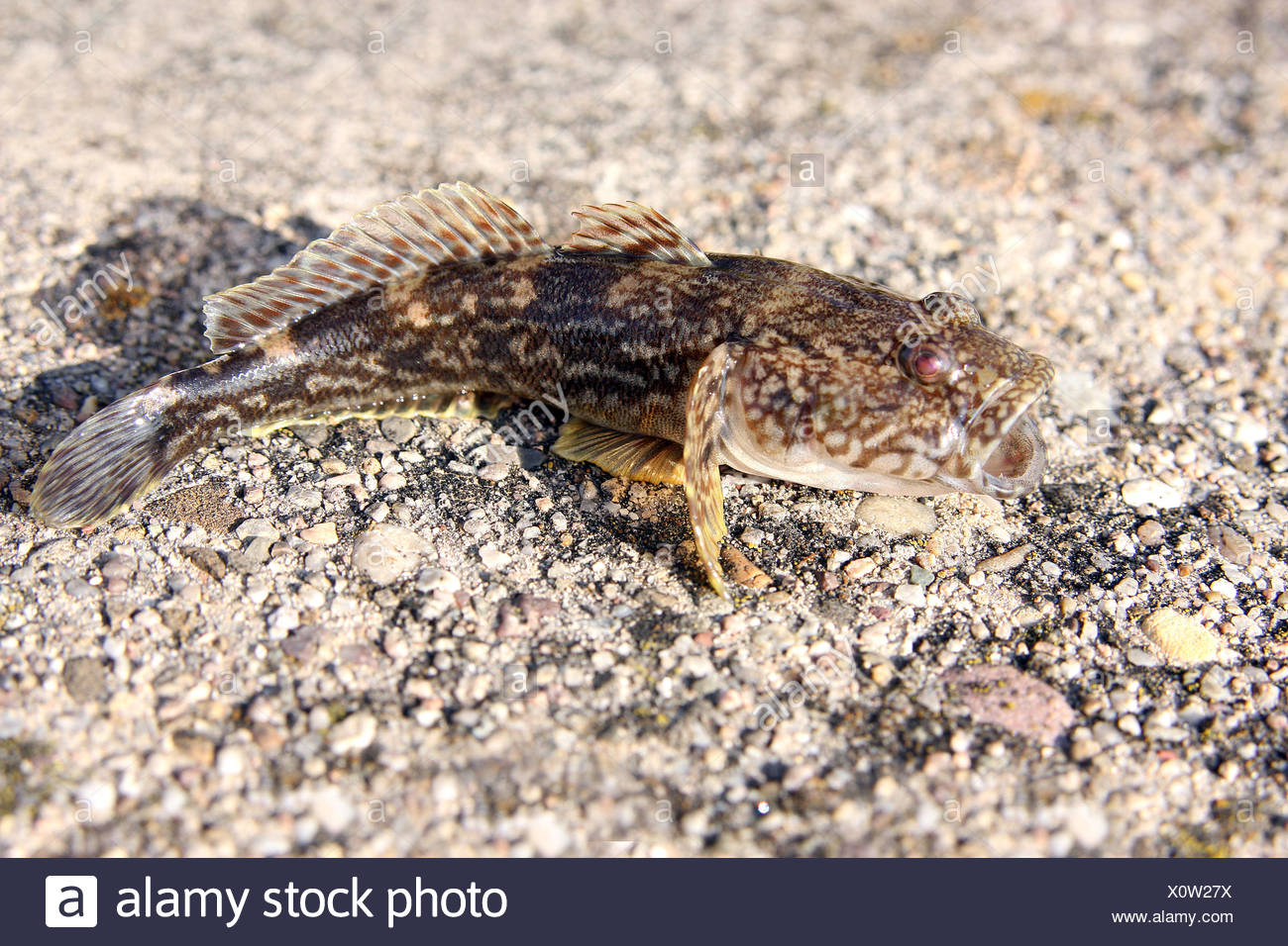 Quappaal High Resolution Stock Photography and Images - Alamy