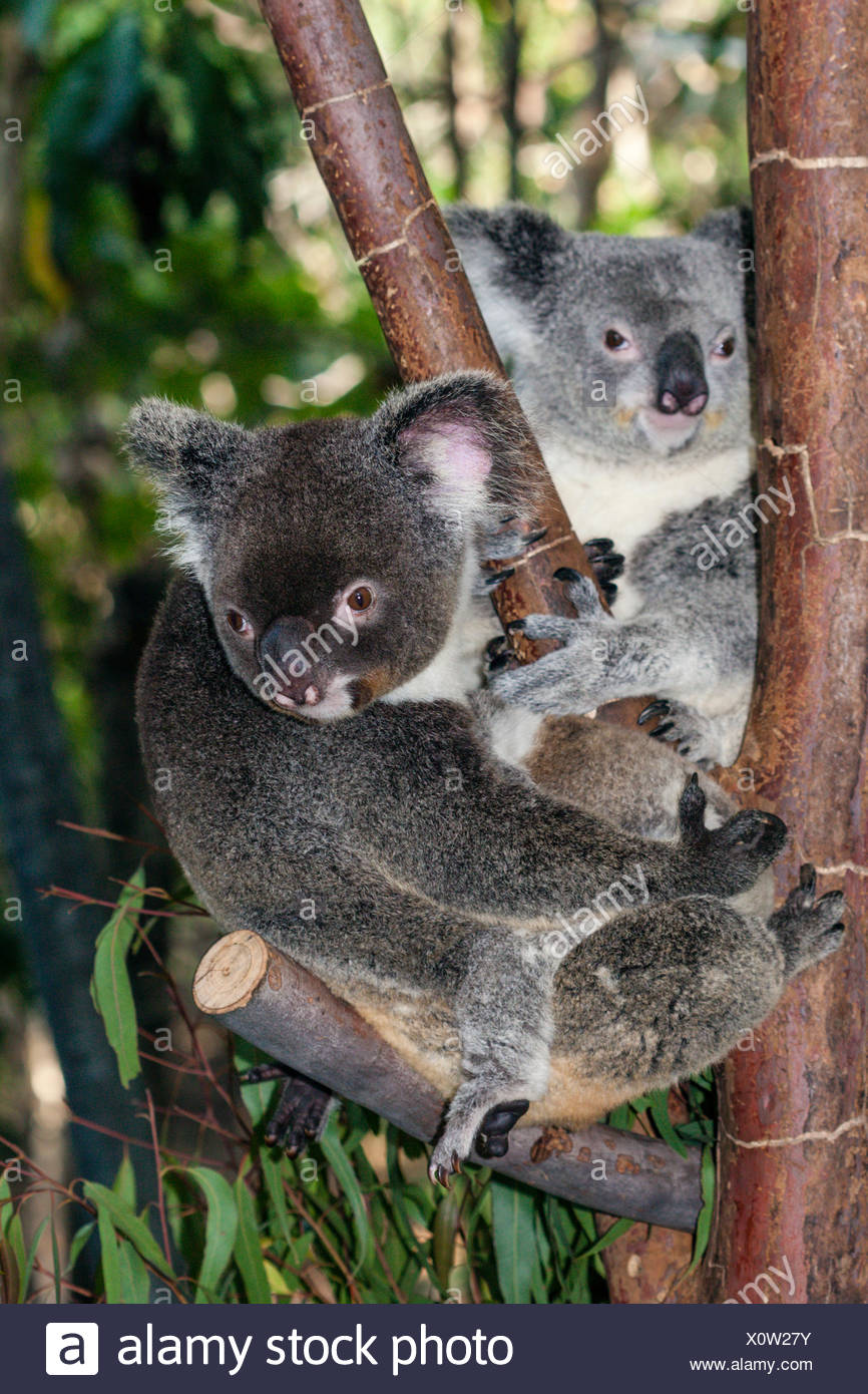 Queensland Koala High Resolution Stock Photography and Images - Alamy