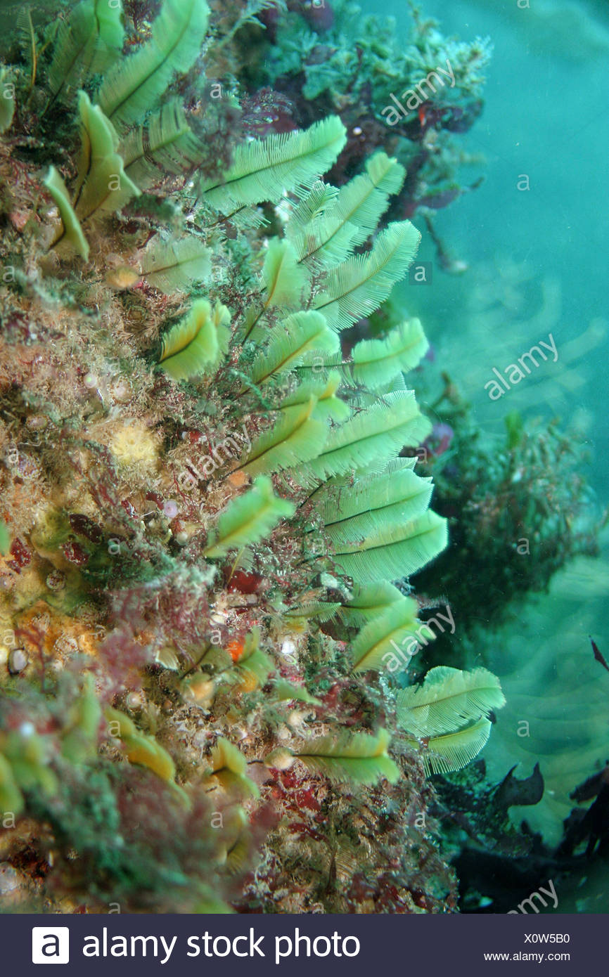 Feather Hydroids Gymnangium Montagui Sark High Resolution Stock ...